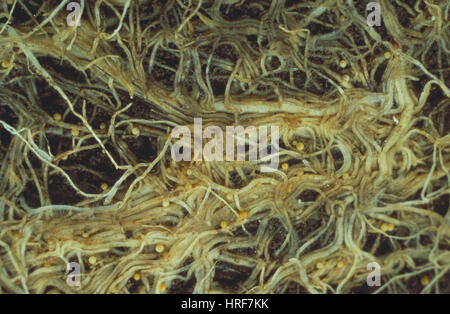 A cyst of golden potato cyst nematode Globodera rostochiensis split ...