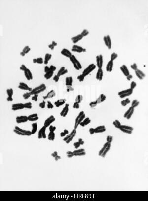 Normal female karyotype Stock Photo - Alamy