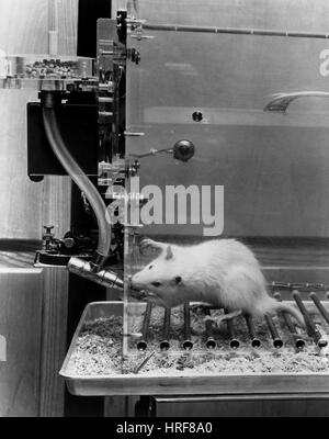 Animal Testing, Behavioral Research Stock Photo - Alamy