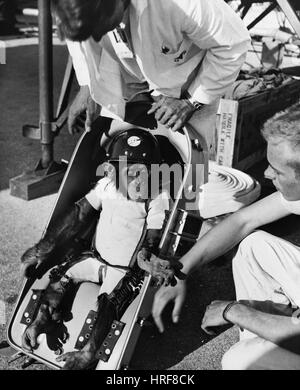 Ham, First Chimpanzee in Space, 1961 Stock Photo: 135018775 - Alamy