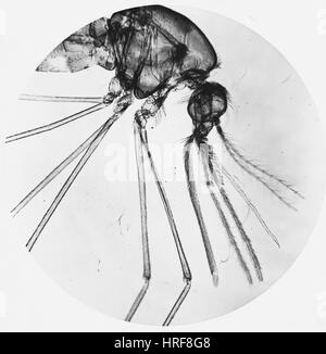 Light micrograph of a malaria mosquito (Anopheles sp.). Infographic ...