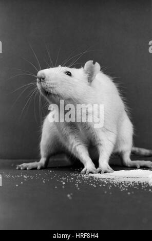 white (albino) laboratory wistar rat on board during experiment Stock ...