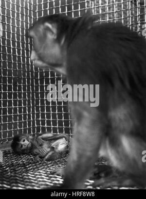 Animal experiment. Rhesus monkey and infant. A Rhesus infant reared by ...