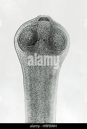Light micrograph of the scolex (head) of a tapeworm (Dipylidium sp ...