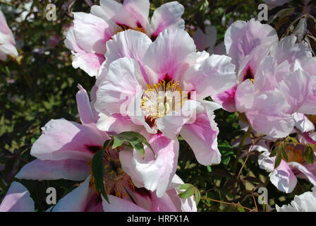 Rock's peony (as known Paeonia rockii) or tree peony is a woody species ...