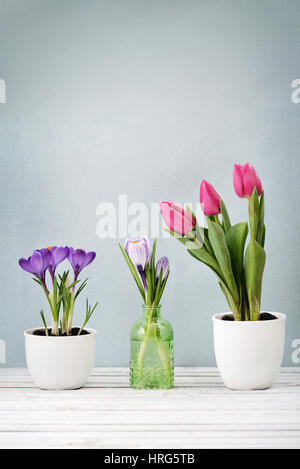 Tulips and crocus in vases on blue background Stock Photo - Alamy