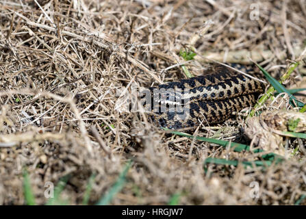 adder; Vipera berus; cornwall Stock Photo - Alamy