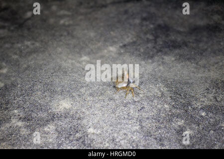 jumping crabs on shore Indian ocean Stock Photo - Alamy