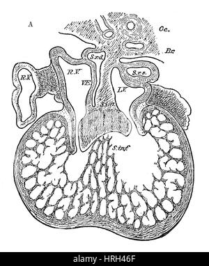 Diagram of a human heart Stock Photo - Alamy