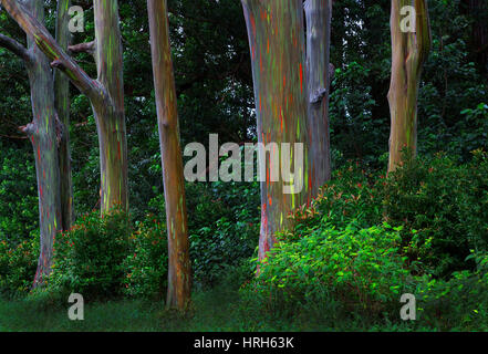 Colorful and Tall Rainbow Eucalyptus Trees on Oahu, Hawaii Stock Photo ...
