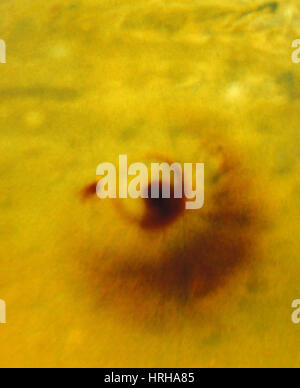 Comet Shoemaker-Levy, 1994. Impact with Jupiter 20 July 1994. NASA ...