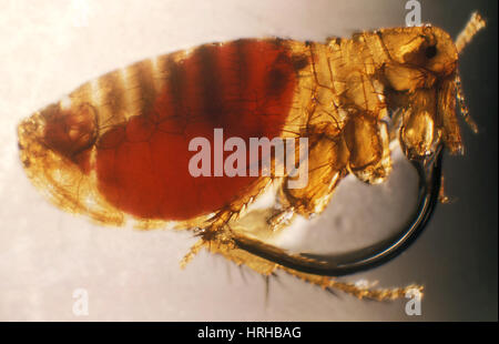 Xenopsylla cheopis oriental rat flea engorged with blood Stock Photo ...