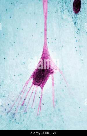 LM of Human Neuron Stock Photo - Alamy