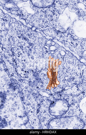 Transmission electron micrograph (TEM) of the Golgi apparatus of a ...