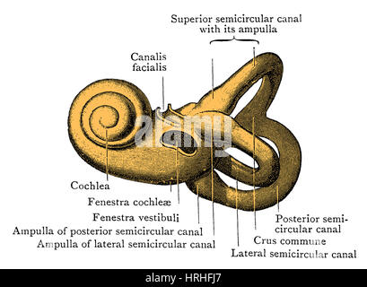 Illustration of the left bony labyrinth of the inner ear from the ...