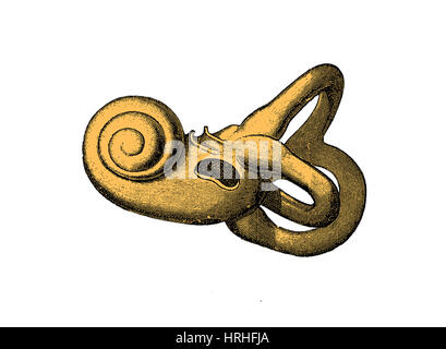 Illustration of the left bony labyrinth of the inner ear from the ...