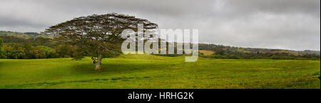 Monkey pod tree. Hawaii Tropical Botanical Gardens. Hawaii, The Big ...