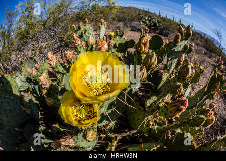 Close up of a flowering prickly pear cactus on the West Beach Trail of ...