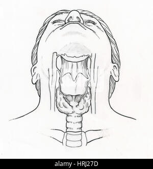 Illustration of Throat Anatomy Stock Photo - Alamy