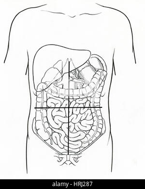 Illustration of Abdominal Quadrants Stock Photo - Alamy