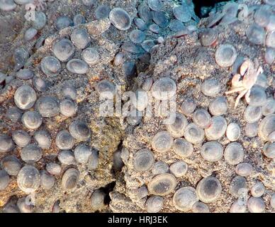 Hydrothermal Vent Community Stock Photo - Alamy