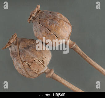 Scored Opium Poppy Plant Stock Photo - Alamy
