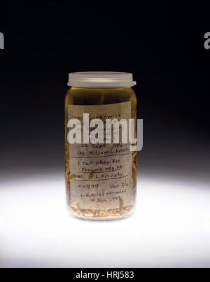 Forensics, Entomological Evidence Stock Photo - Alamy