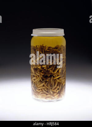 Forensics, Entomological Evidence Stock Photo - Alamy