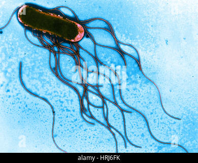 Transmission electron micrograph (TEM) of Salmonella sp, When ingested ...