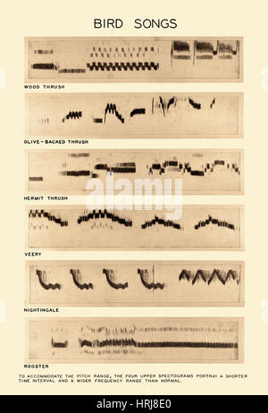 Spectrogram of Bird Songs Stock Photo - Alamy