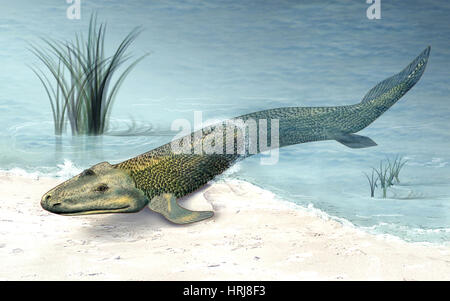 Tiktaalik is an extinct lobe-finned fish from the Late Devonian of ...