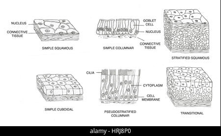 Types of Epithelial Cells Stock Photo - Alamy