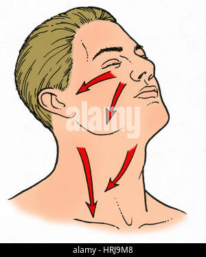 Direction of Lymph Flow Stock Photo - Alamy