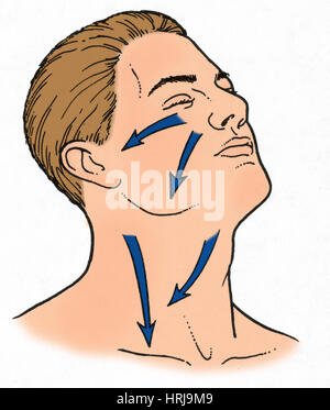 Direction of Lymph Flow Stock Photo - Alamy