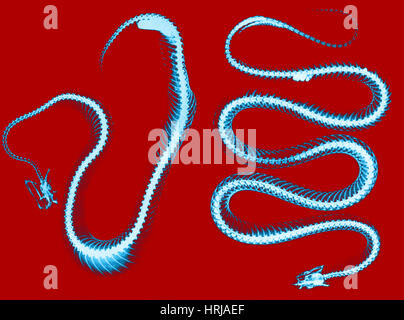 Snake Skeletons, X-ray Stock Photo - Alamy