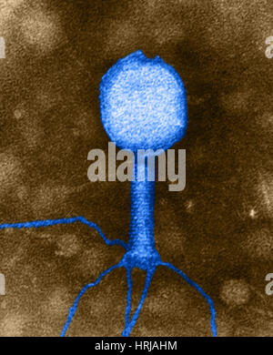 Enterobacteria phage T2 Stock Photo - Alamy