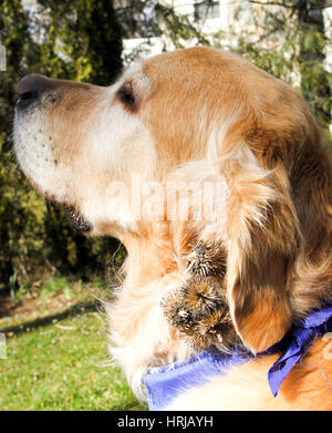 Burs in Dog's Fur Stock Photo - Alamy