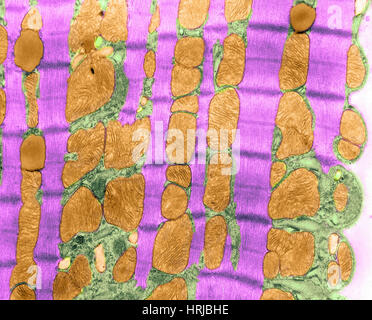 Rabbit Cardiac Muscle, TEM Stock Photo - Alamy