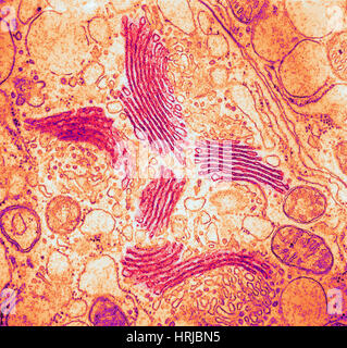 Transmission electron micrograph (TEM) of the Golgi apparatus of a cell ...
