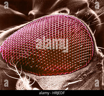 Scanning electron micrograph of a fruit fly eye Stock Photo: 50970192 ...