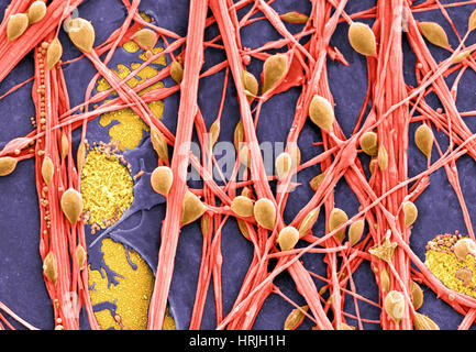 Neurons and Glial Cells, SEM Stock Photo - Alamy