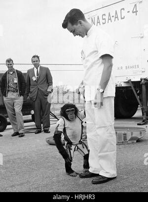 Ham, First Chimpanzee in Space, 1961 Stock Photo - Alamy