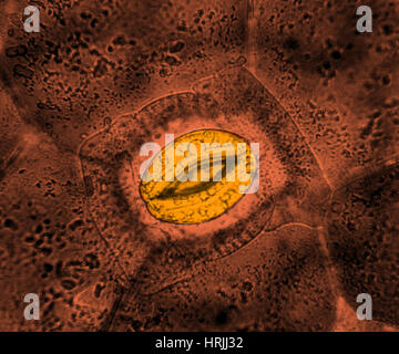 Tradescantia sp. Stomata, LM Stock Photo - Alamy