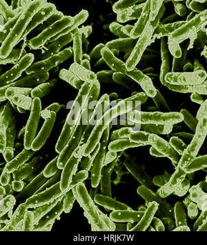 Mycobacterium tuberculosis bacteria, These Gram-positive rod-shaped ...