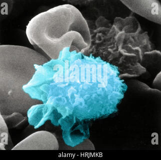Colorized scanning electron micrograph of a T lymphocyte Stock Photo ...