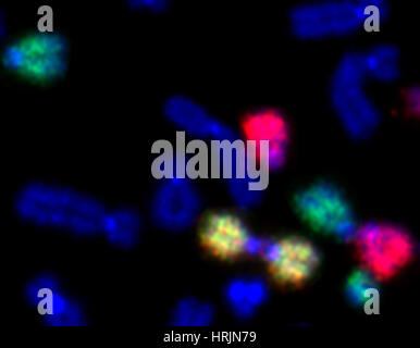 Dicentric Chromosomes, LM Stock Photo - Alamy