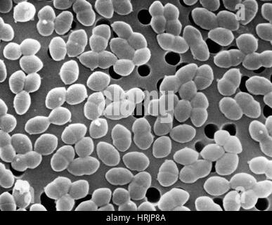 Scanning electron micrograph (SEM) of Enterococcus faecalis (formerly ...