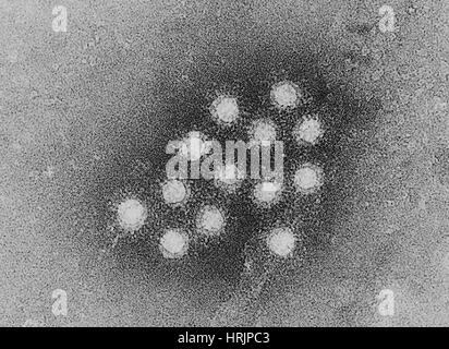 An electron micrograph of the Hepatitis A virus (HAV), an RNA virus ...