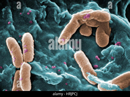 Colorized Scanning Electron Micrograph Pseudomonas aeruginosa Bacteria ...