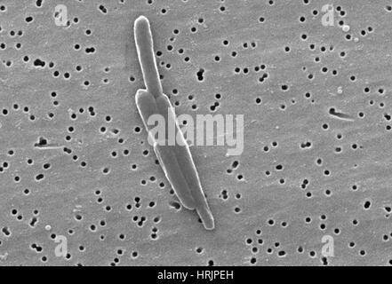 Sebaldella termitidis Bacteria Dividing, SEM Stock Photo - Alamy